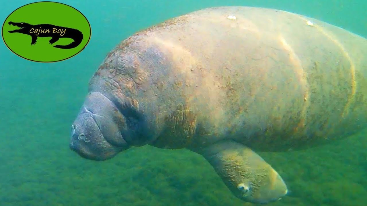 Swimming with GIANT Florida Manatees! - YouTube