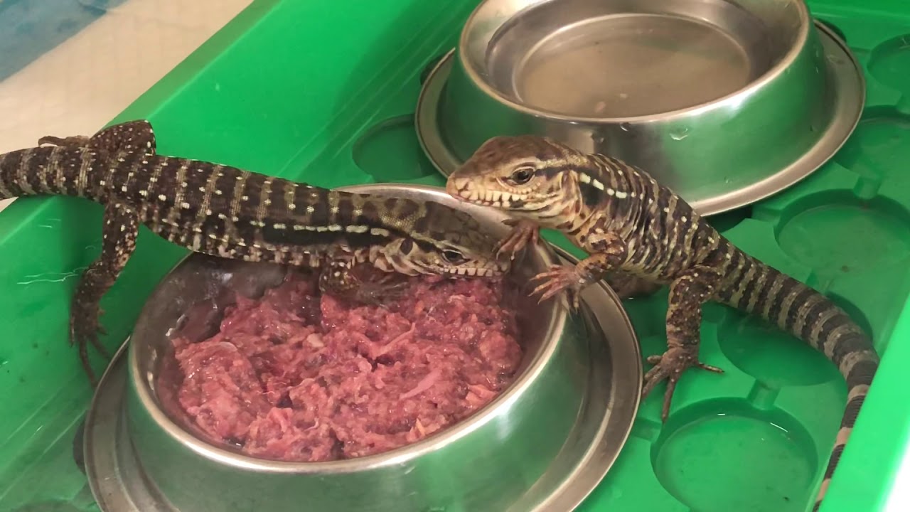 Baby red tegus eating - YouTube