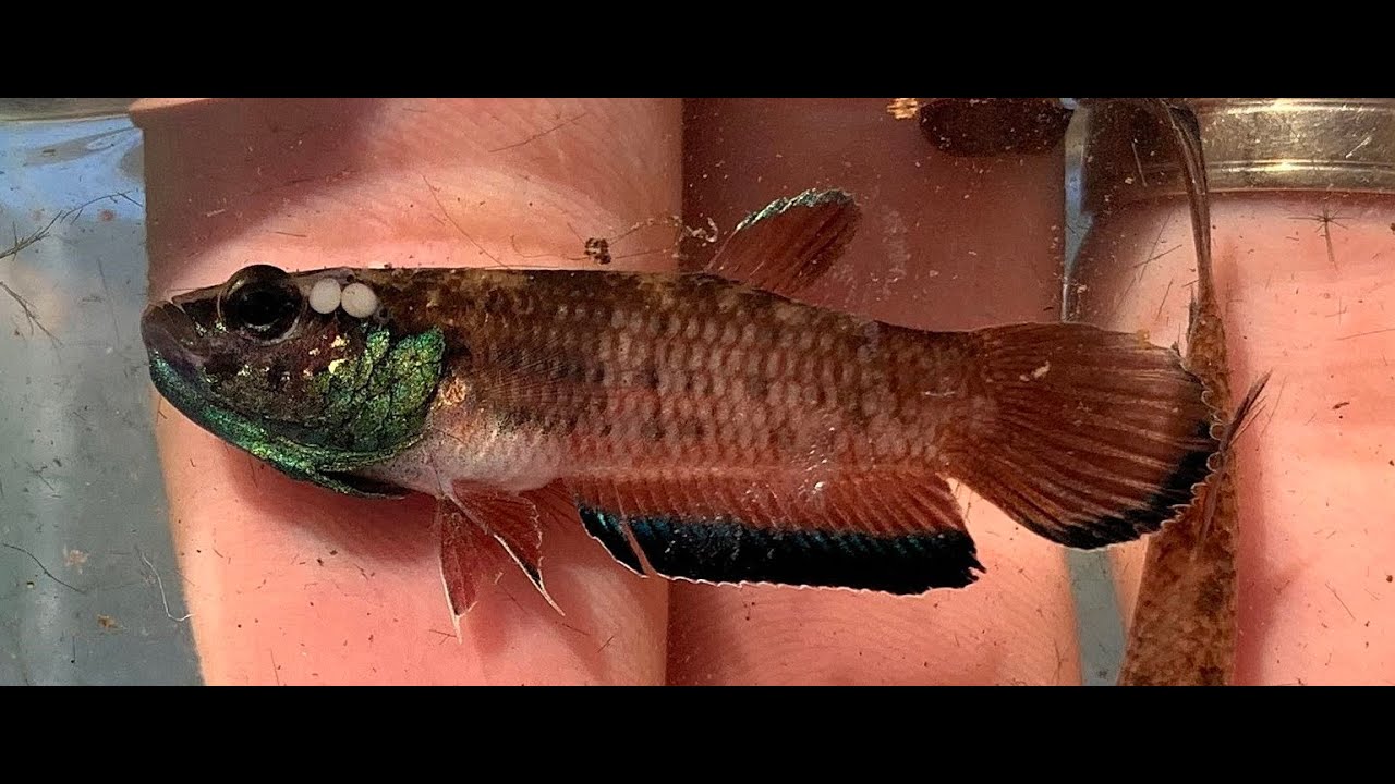 Betta simplex biotope - YouTube