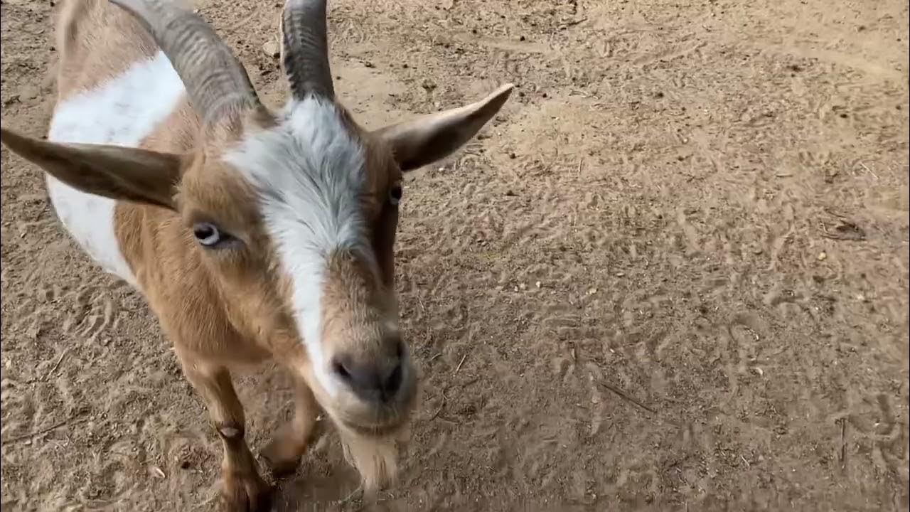 Good Morning Goats 🐐 - YouTube