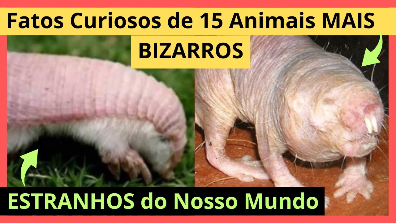 Fatos Curiosos de 15 Animais MAIS BIZARROS e ESTRANHOS do Nosso Mundo - YouTube