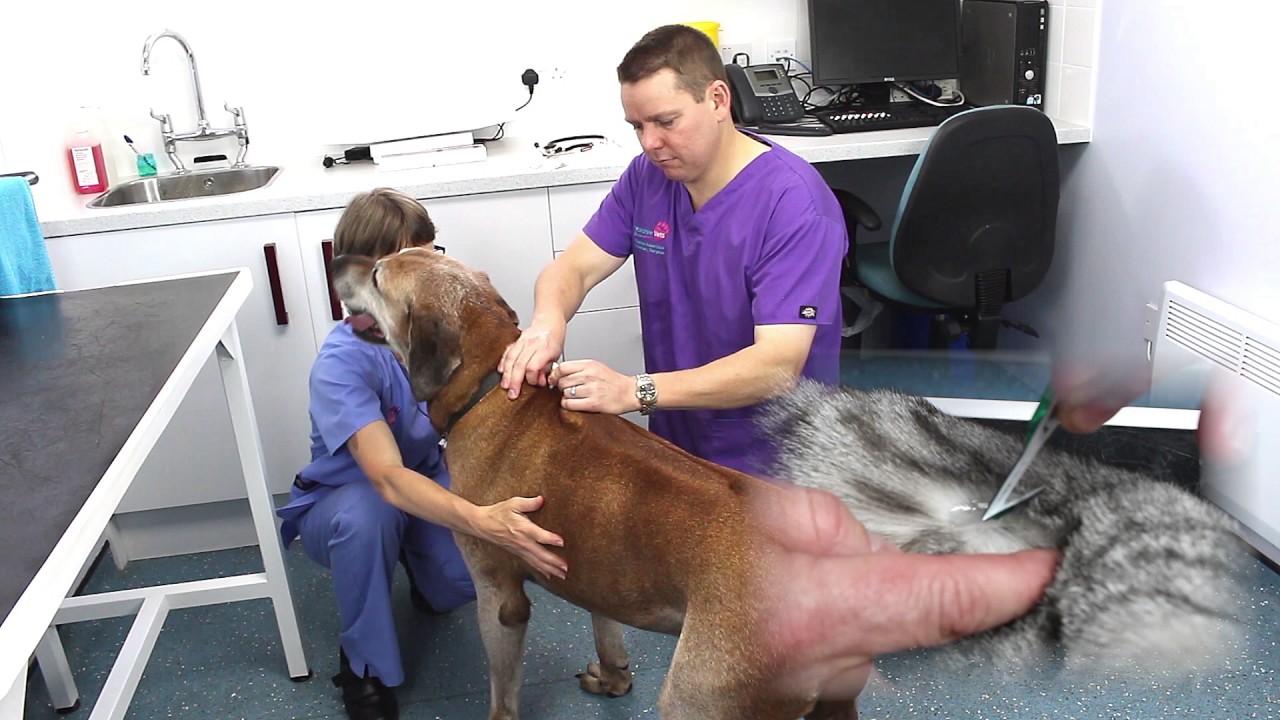 How To Apply Flea Treatment To Your Dog Or Cat - YouTube