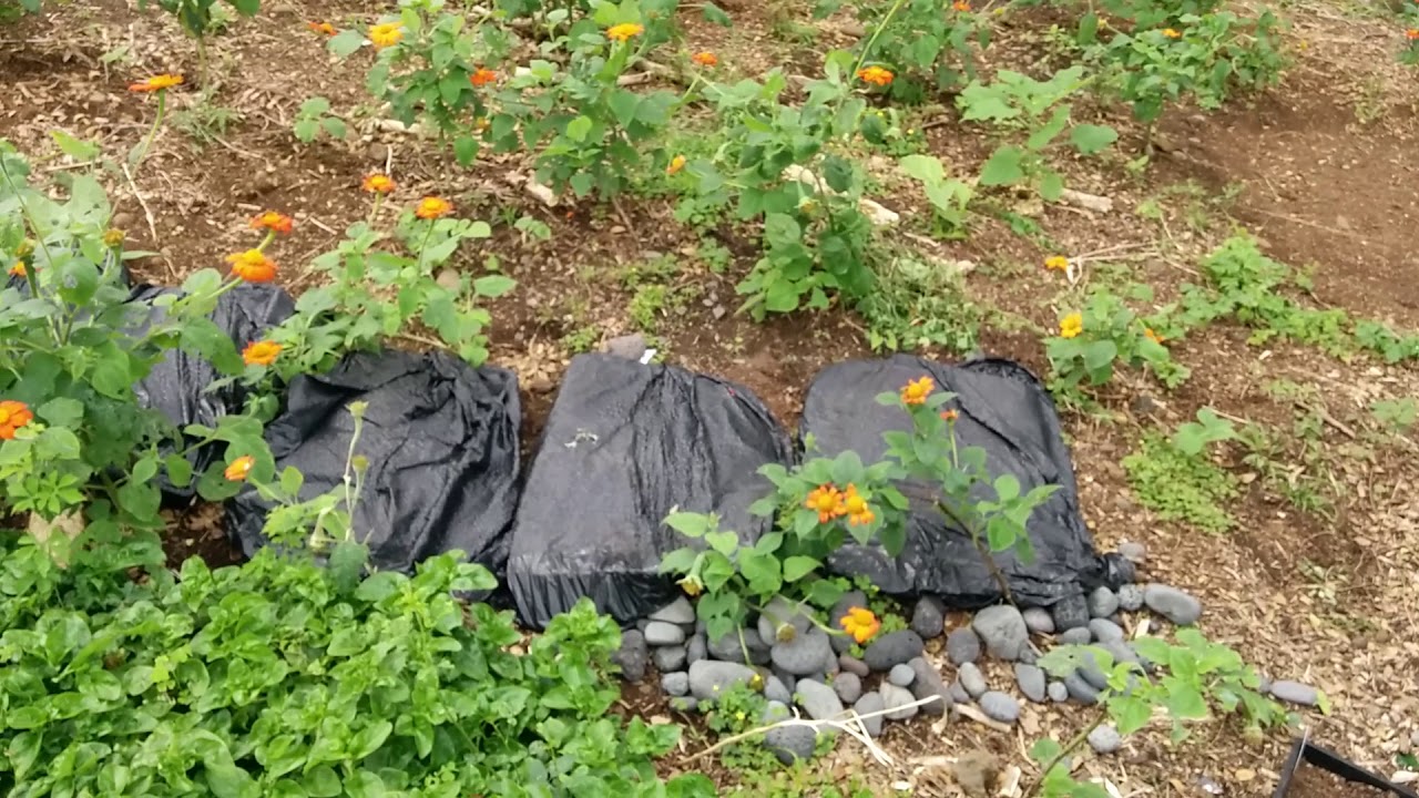 Hawaiian spinach grows very well here in Hilo Hawaii but not many ...