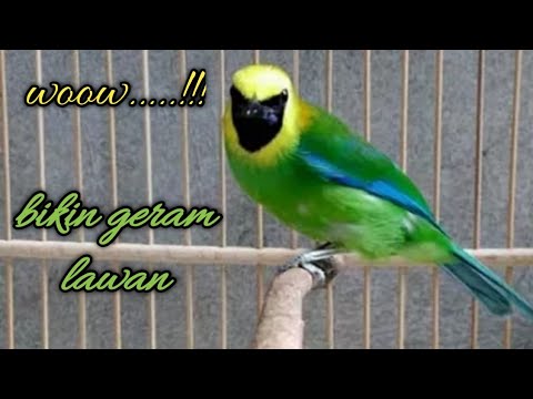 Burung cucak ranting aduan - YouTube