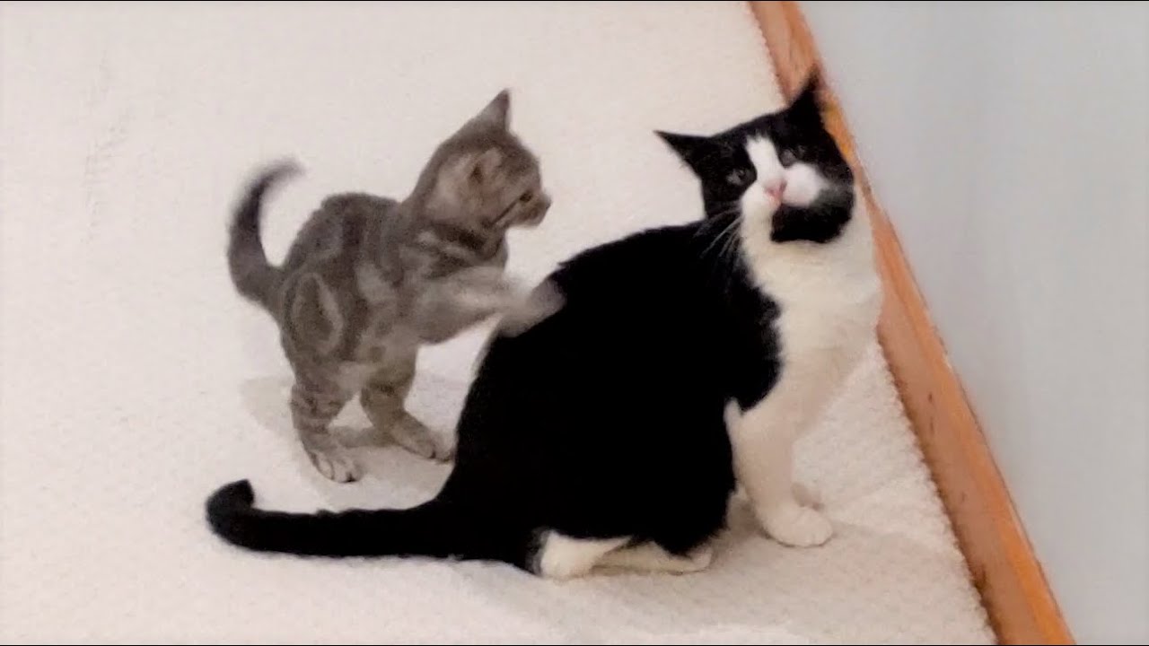 Kitten Sneak Attack - YouTube