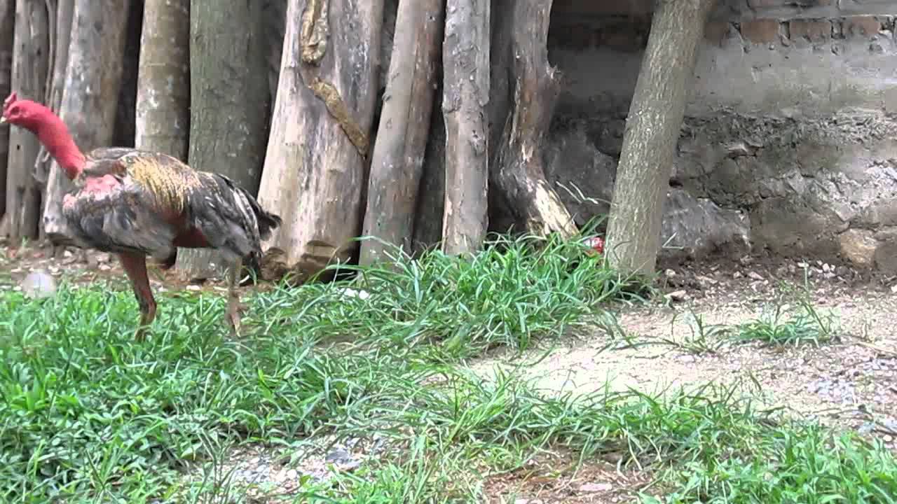 Ga choi Gà chọi chiến đá hay cực đẹp cực đỉnh cho vần hơi chú gà này ...