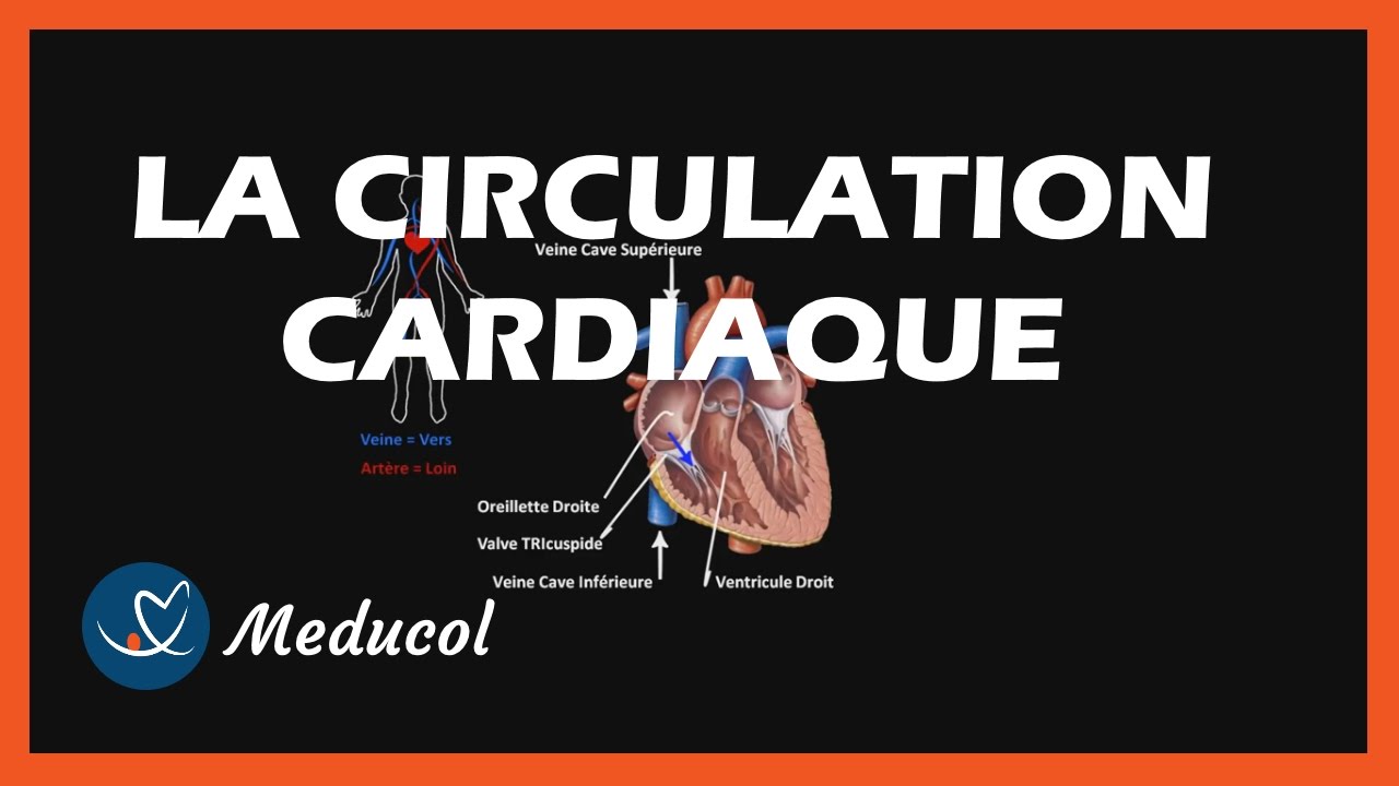 La Circulation Cardiaque : La Circulation du Sang dans le Coeur - YouTube
