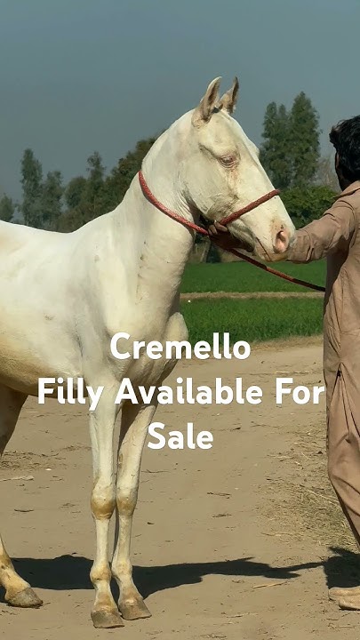 Cremello Filly | Available For Sale | Malik Farm - YouTube