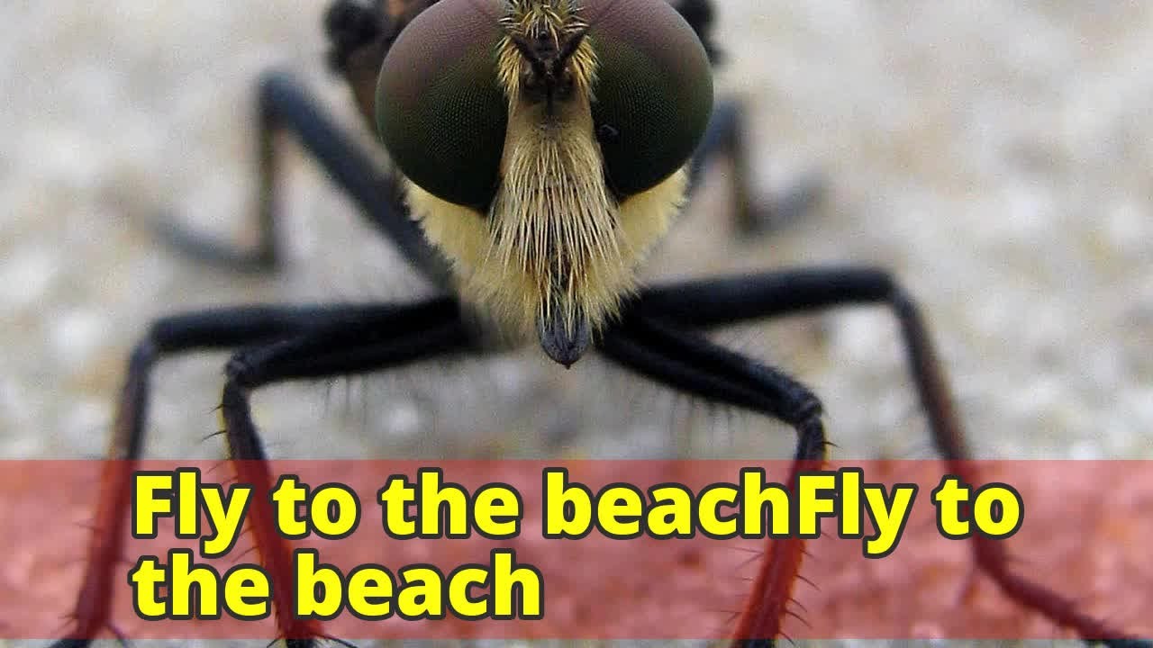Fly to the beachFly to the beach - YouTube