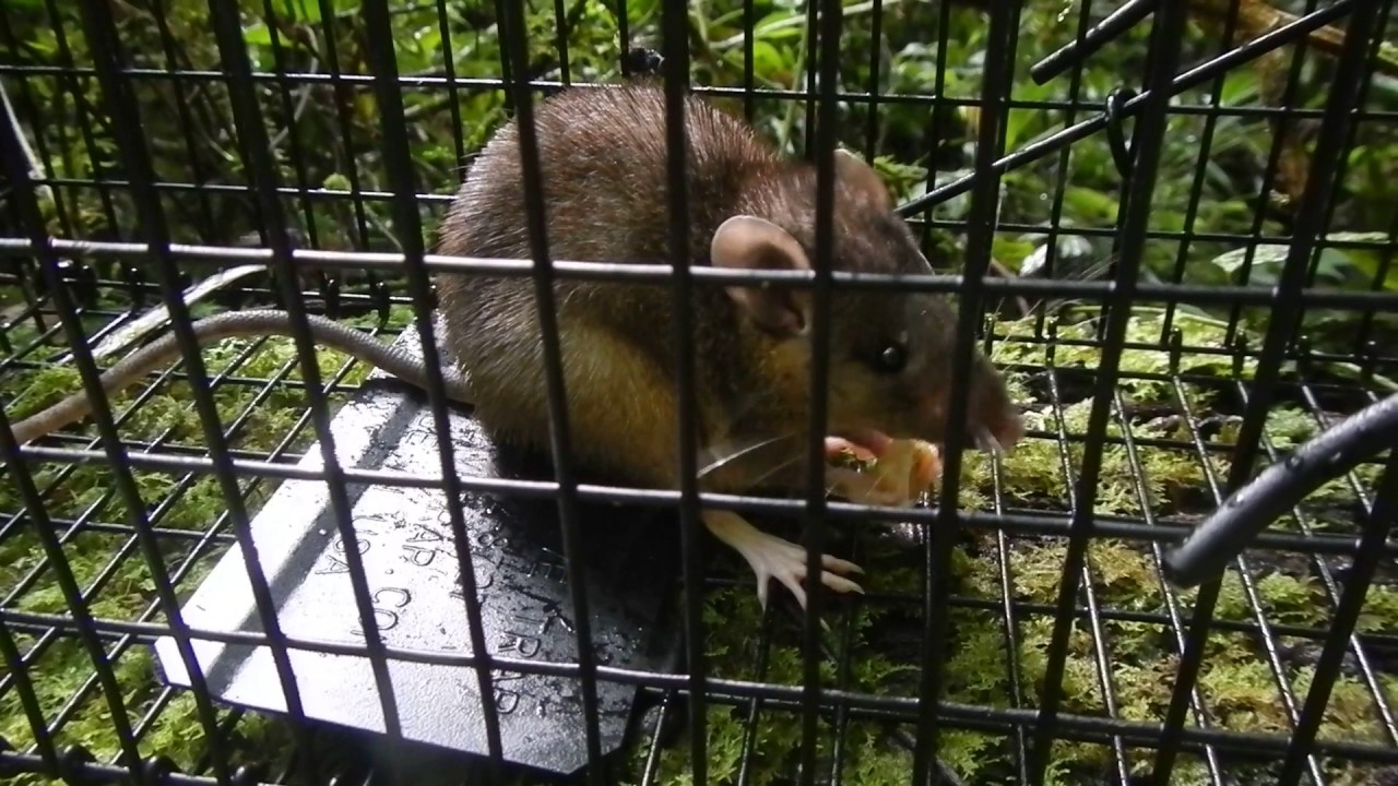 Bornean Mountain Spiny Rat (Maxomys alticola) - YouTube