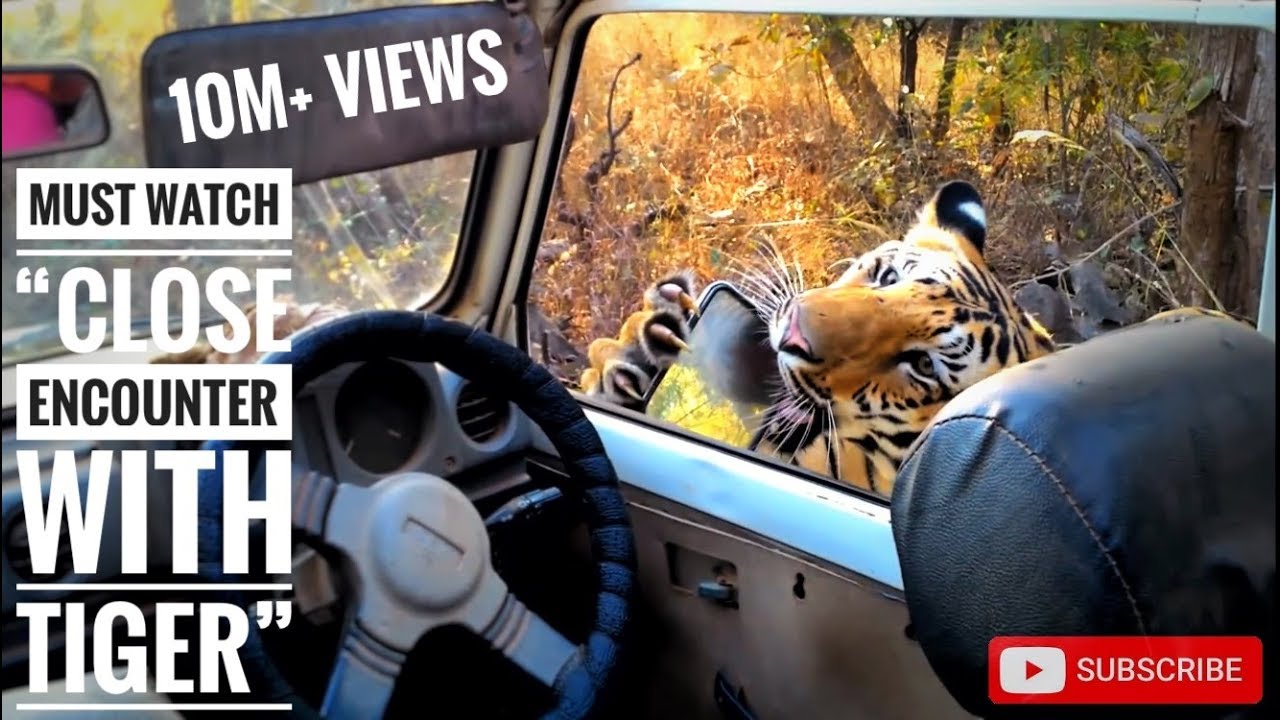 Must watch "close encounter with tiger T6 cubs (bittu and srinivas ...