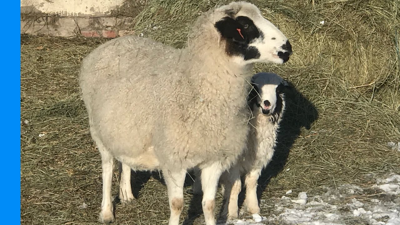 Little sheep flirt a little bit and eat her mommy milk - YouTube
