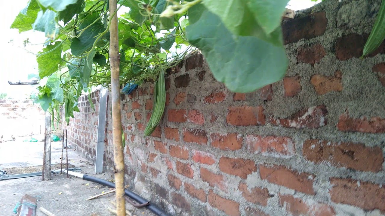 Angular gourd - YouTube