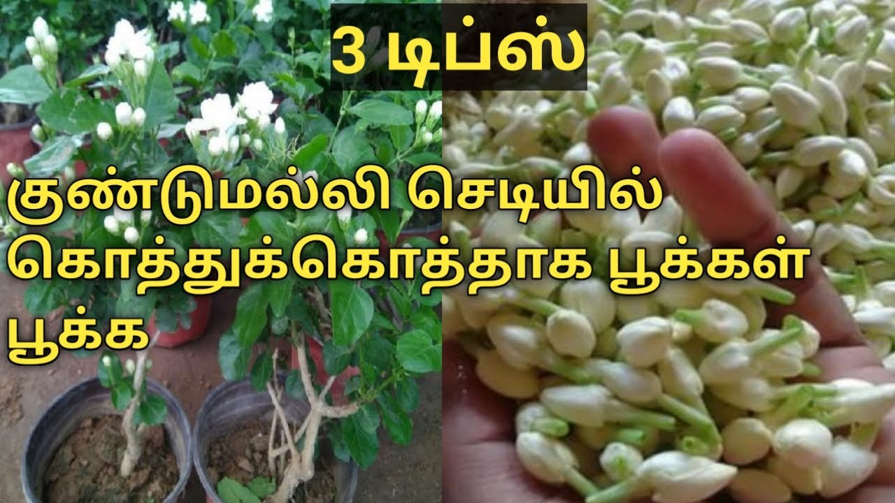 Top 3 Tips for kundu malli chedi || 3 டிப்ஸ் kundu malli poo chedi ...