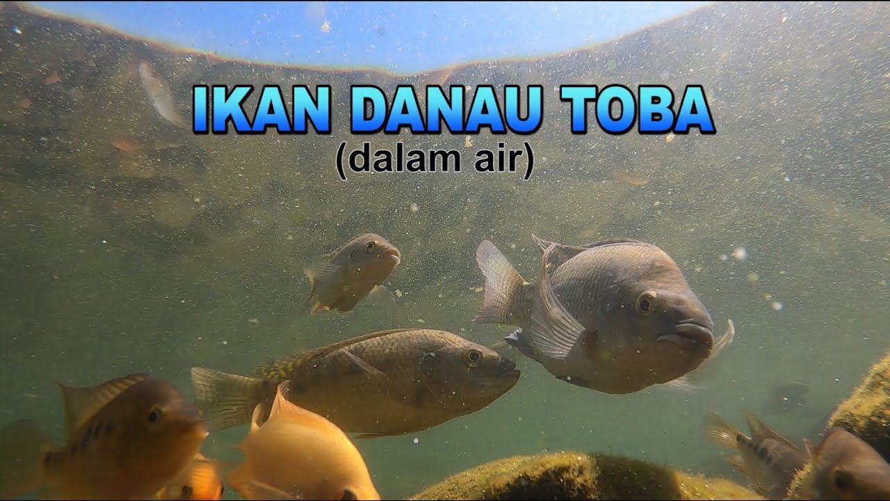 IKAN DANAU TOBA - YouTube