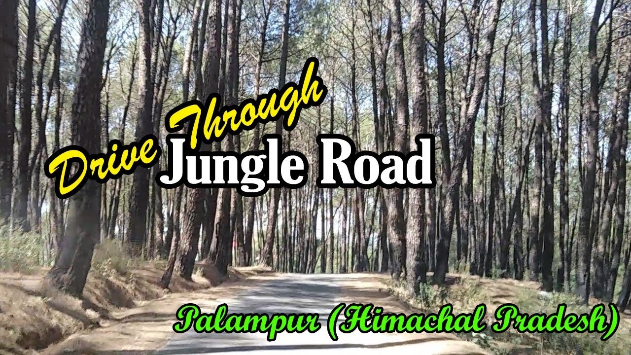 Drive through jungle road Drive through beautiful jungle road - YouTube