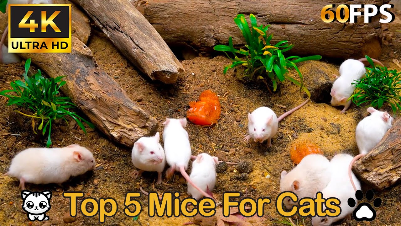 Top 5 Mice That Keep Cats Hooked All Day 😻: Speedy Tails & Tiny Trails ...