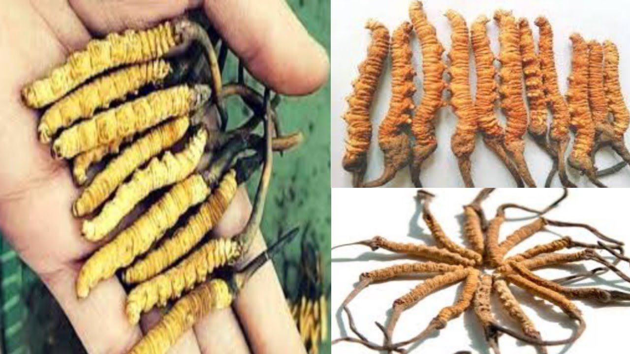 कीड़ा जडी़ ( हिमालय वियाग्रा) के फायदे और उपयोग |Keeda jadi ( Cordyceps) use benefits in hindi ...