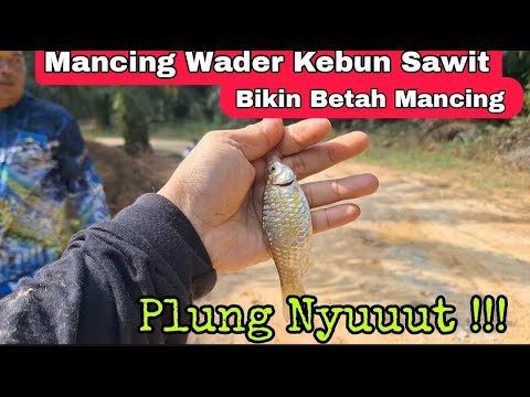 Mancing Wader lokasi super plung nyut kebun sawit kalimantan - YouTube
