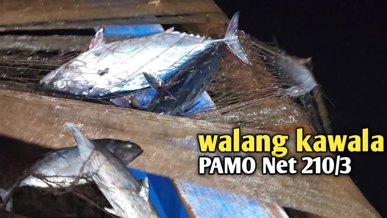 Night Fishing Philippines using Pamo net | mabisa para sa lumahan ...