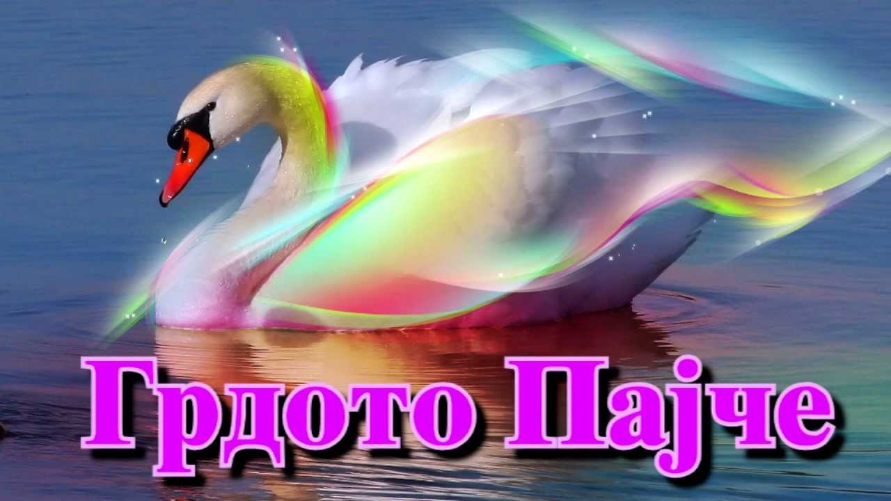 GRDOTO PAJCHE - YouTube