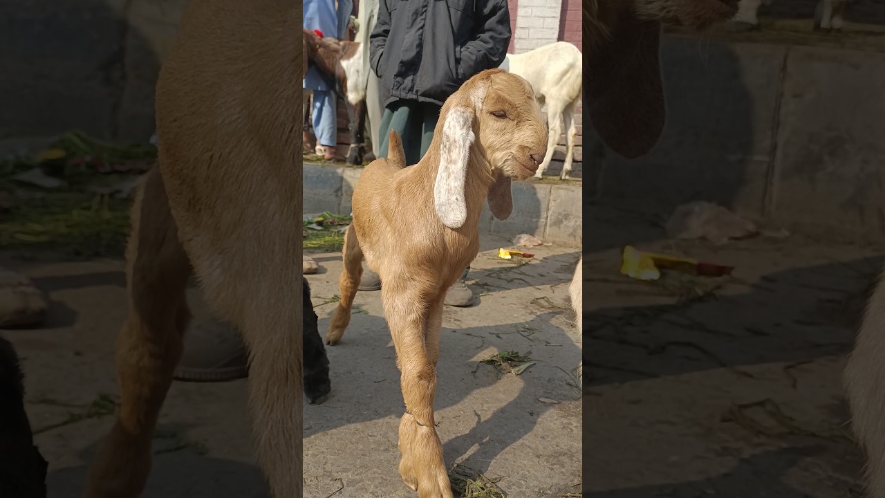 new video bakri ka baccha bakra #animal #punjabi #goat - YouTube