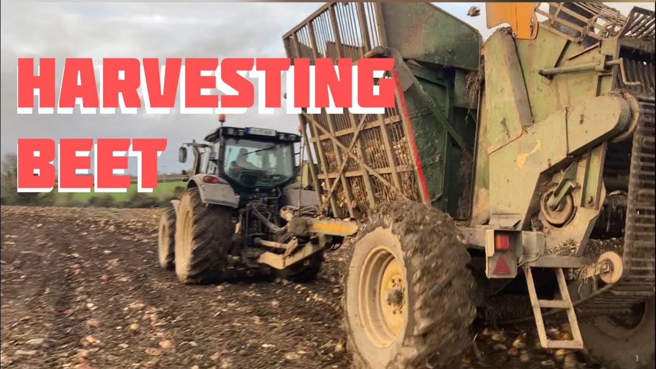 Thyregod Beet Harvester [ harvesting fodder /sugar beet ] - YouTube