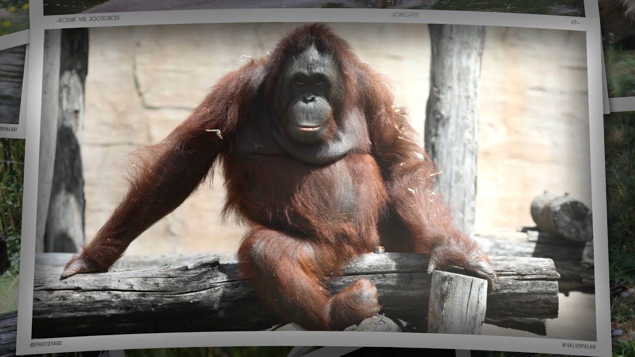Le zoo du Bassin d'Arcachon - The Bassin d'Arcachon zoo - YouTube