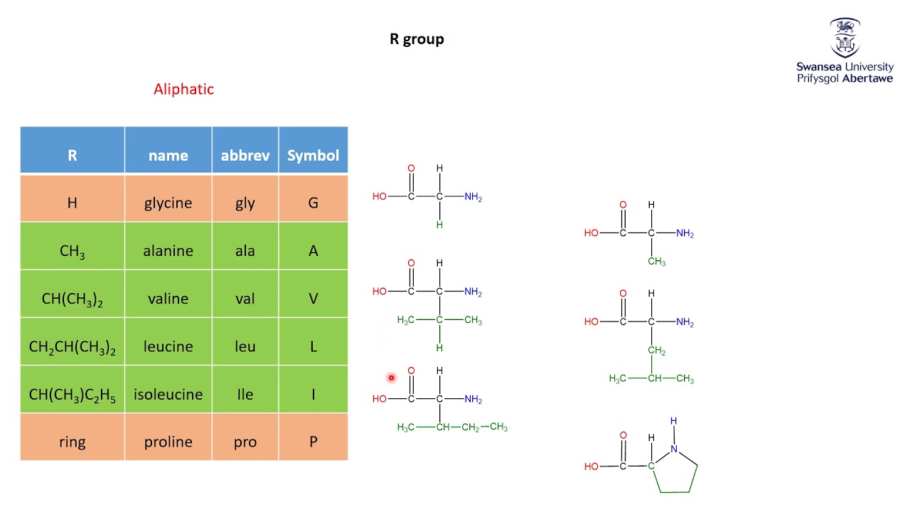 Amino Acids 1d Different R Youtube