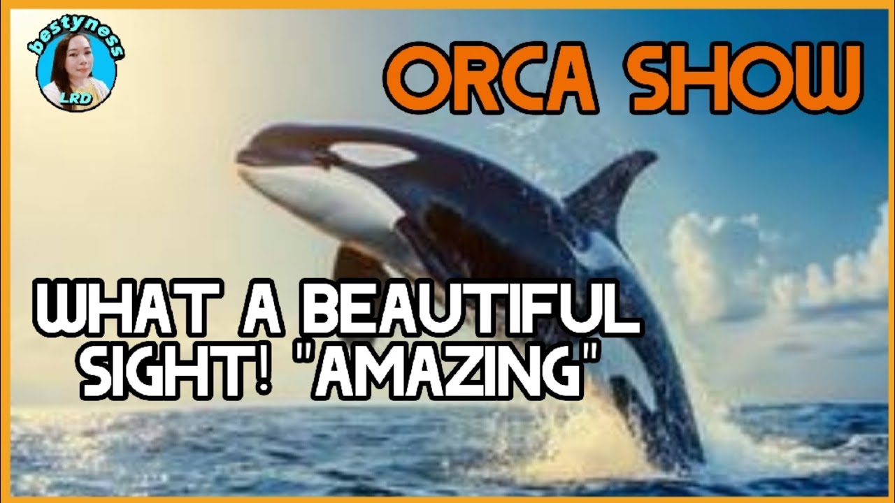 ORCA SHOW WHAT A BEAUTIFUL SIGHT! "AMAZING".|bestyness - YouTube