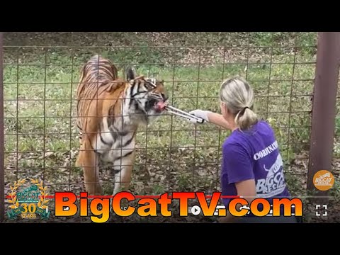 Evening meds and snacks for rehab and cats at Big Cat Rescue! 03 31 ...
