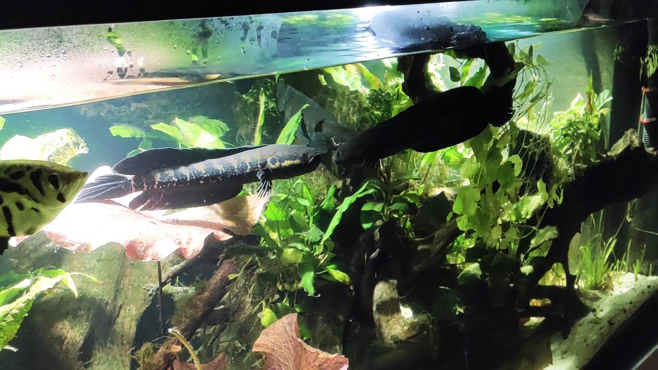 Parachanna africana / African Snakehead - YouTube