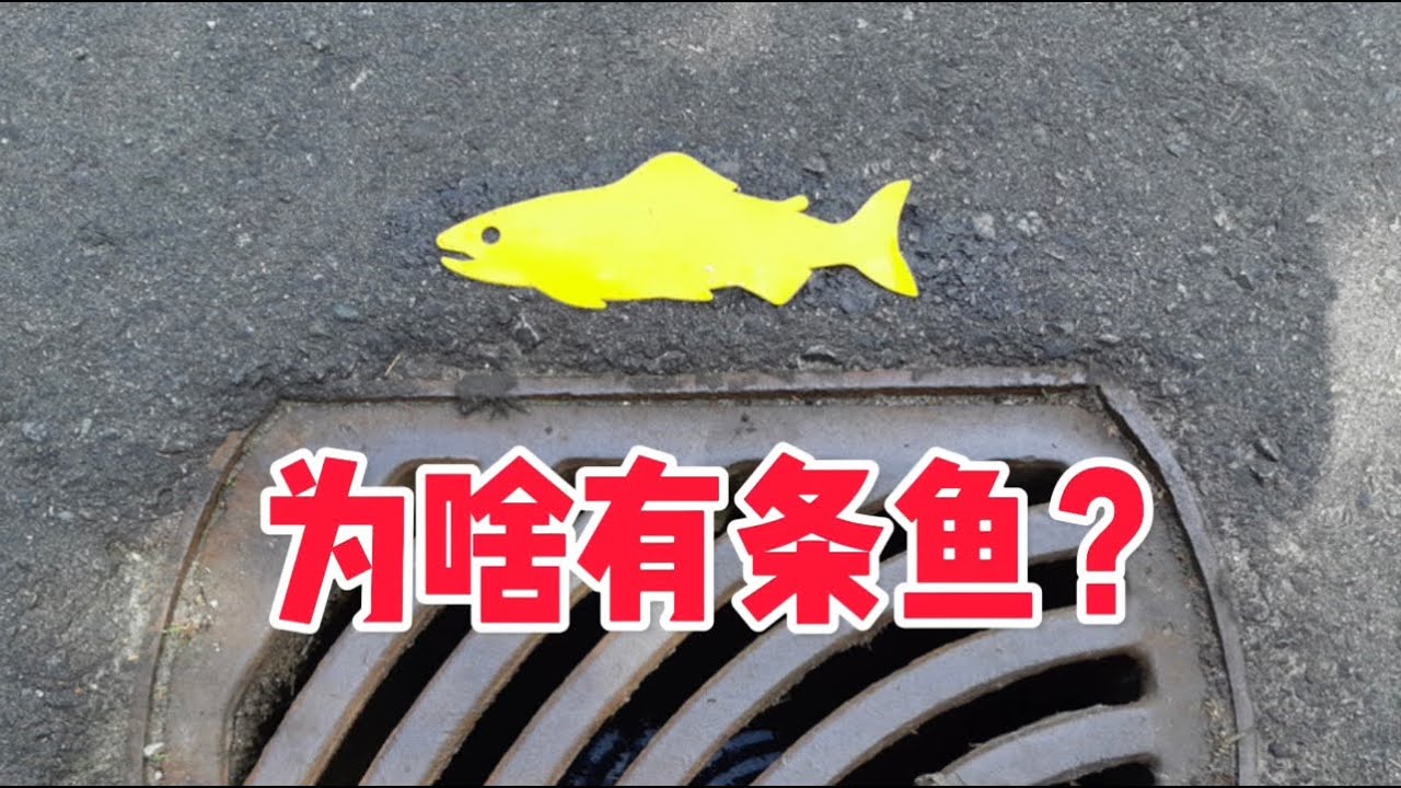雨水井旁這條魚是什麼意思？ What does fish symbol/marking mean on storm drain? - YouTube