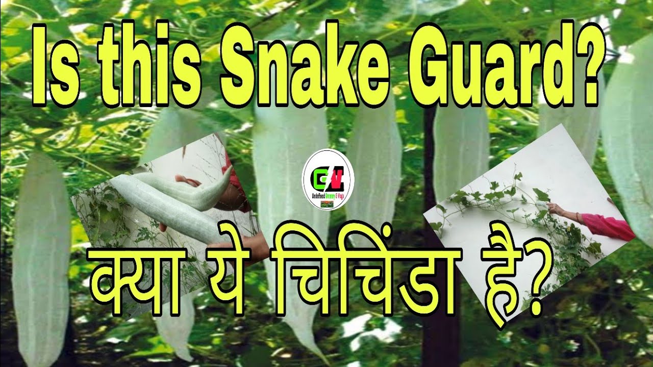Identify Snake Guard & it's vine | क्या ये चिचिंडा है | #youtubeshorts ...