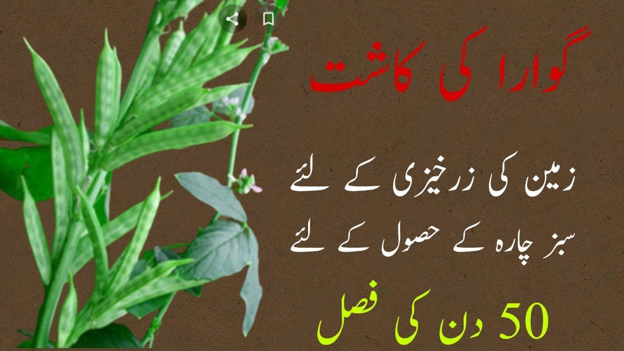 Guara crop cultivation as Green manuring or for fodder purpose - YouTube