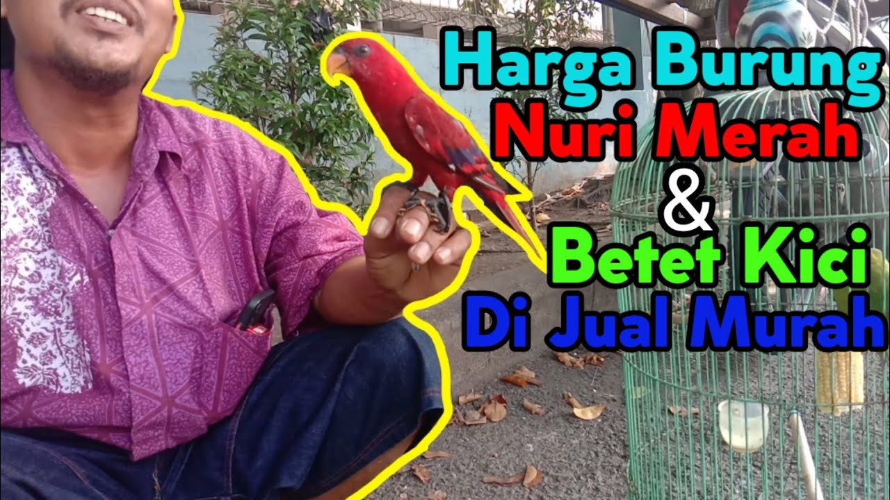 Harga Burung Nuri Merah Dan Betet Kici Di Jual Murah - YouTube