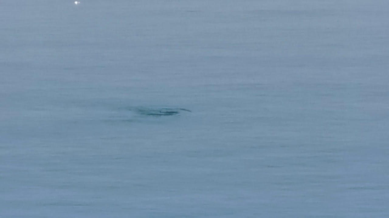 Sharks in Croatia Pelješac 2.7.2020 - YouTube
