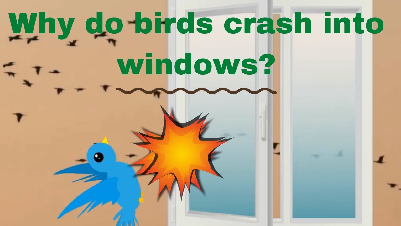 why birds crash into windows? - YouTube