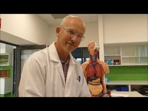 Pluck Dissection Standard Definition - YouTube