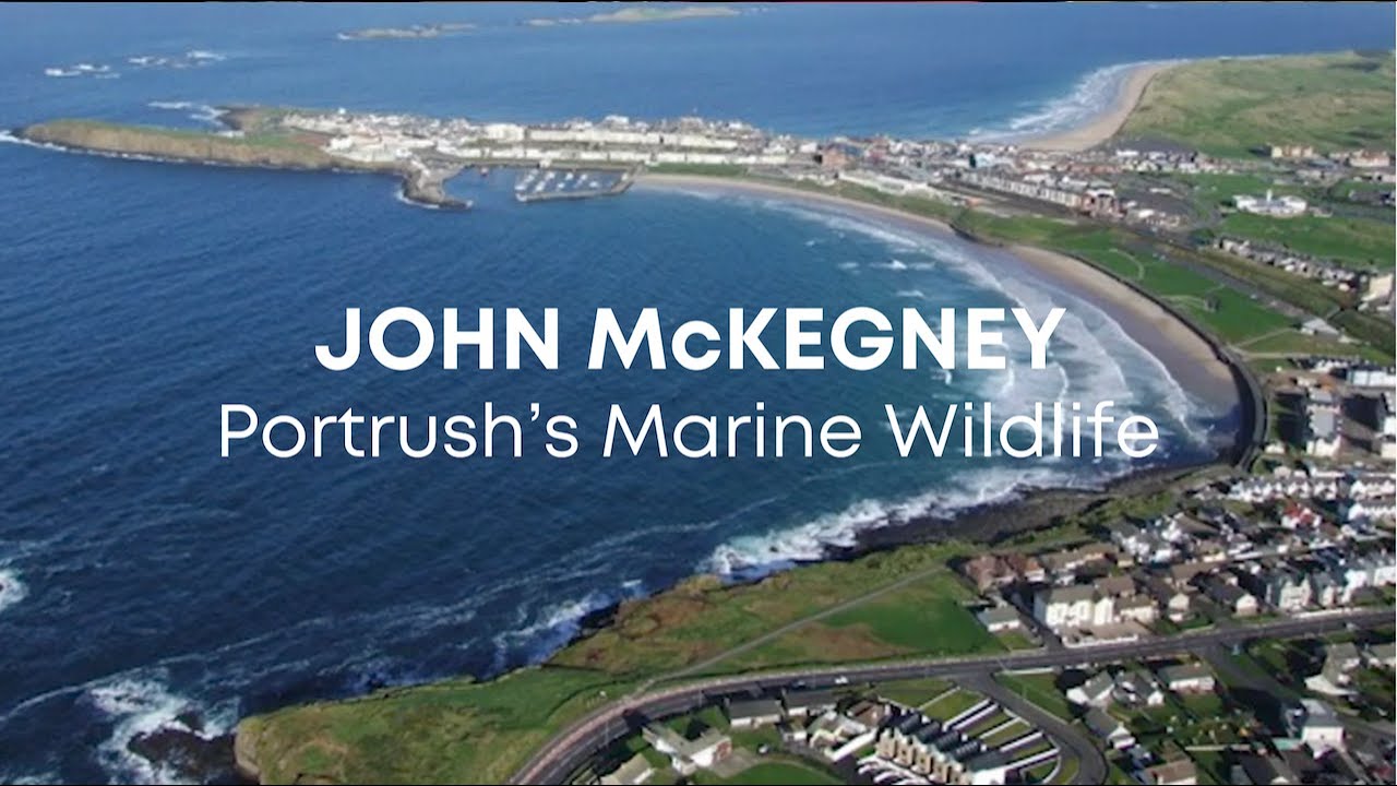 Discover Portrush - Marine Wildlife by John McKegney - YouTube