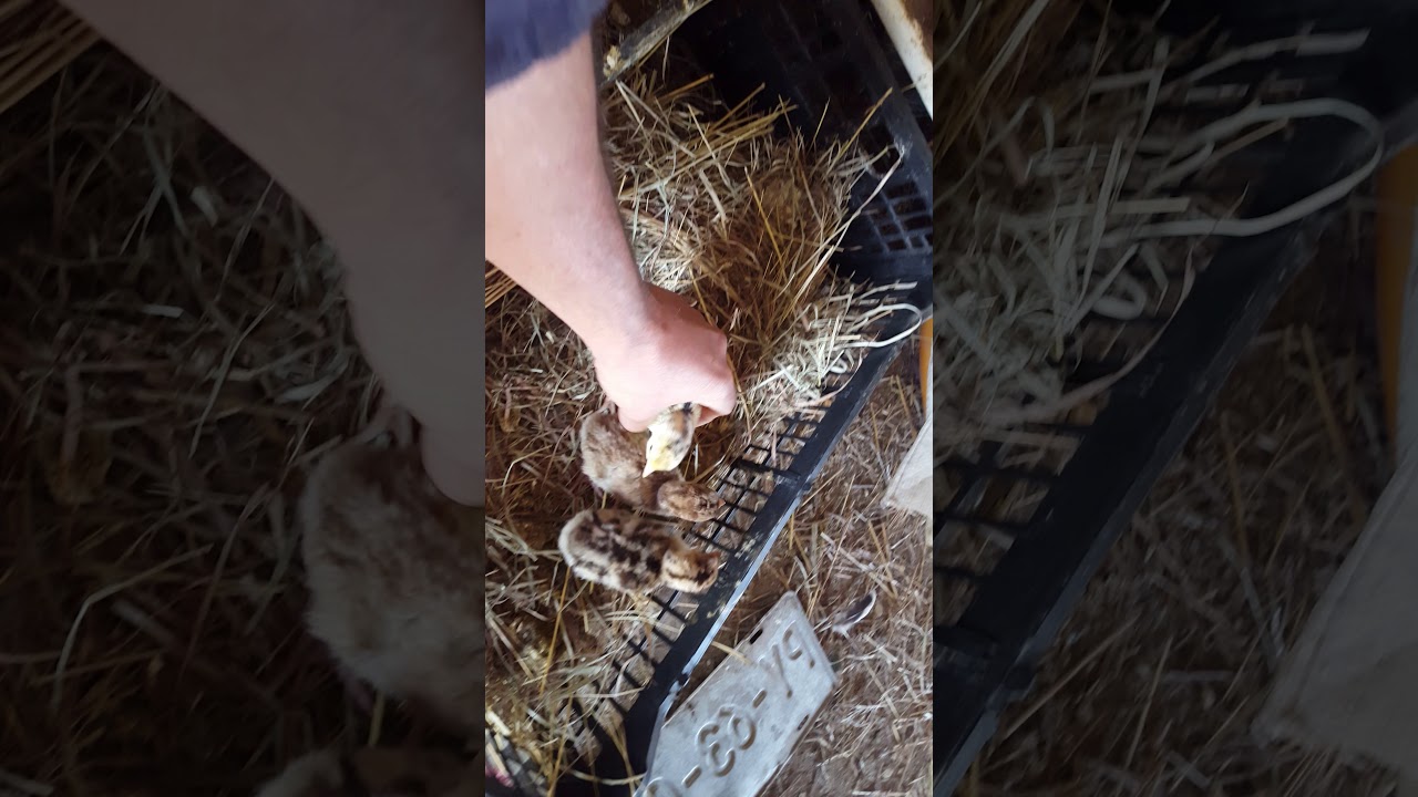 Coconitos bebes - YouTube