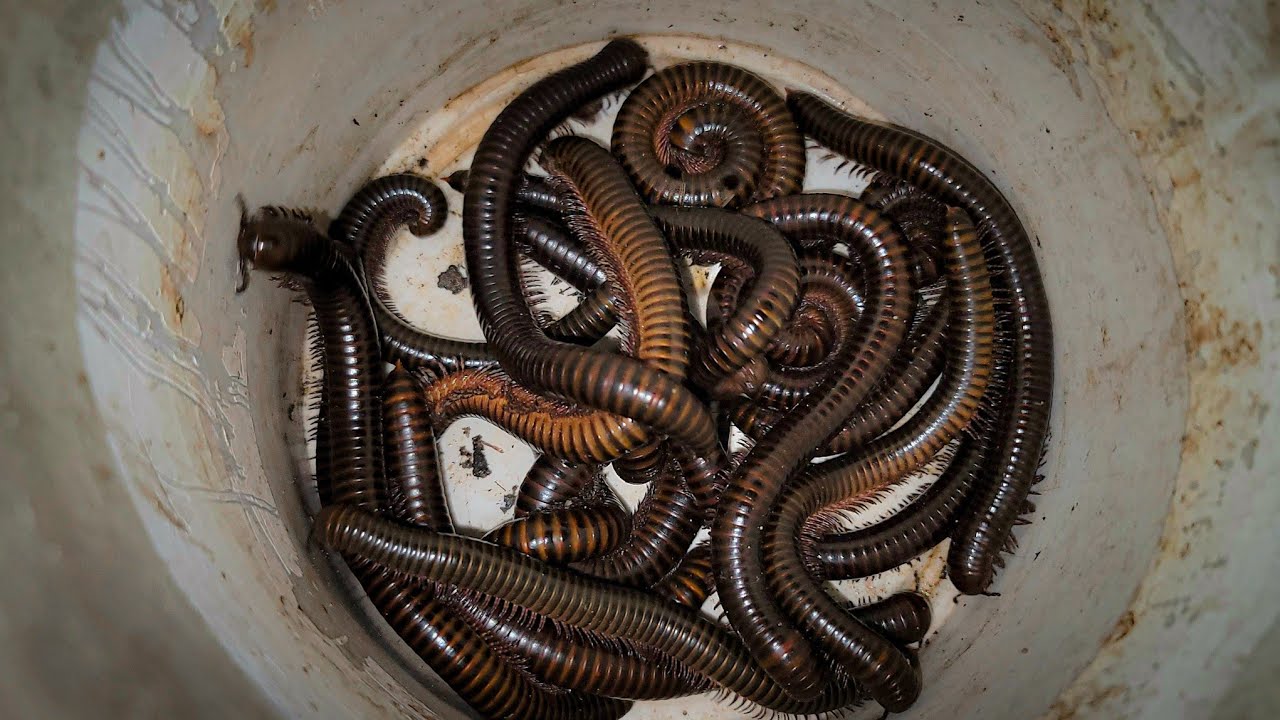 Looking Insect Meet Millipede Sleep And Crow Find Food At Night #nature ...