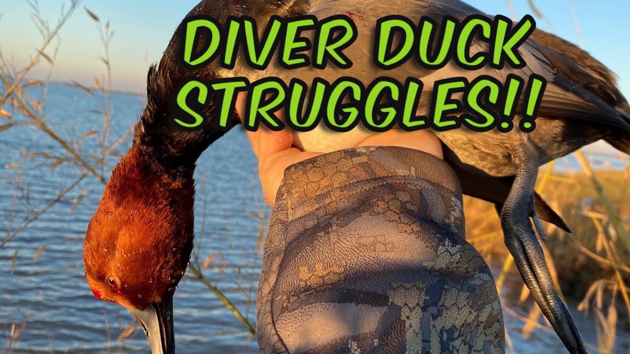 Duck Hunting- Salt water diver action on the Gulf Coast - YouTube
