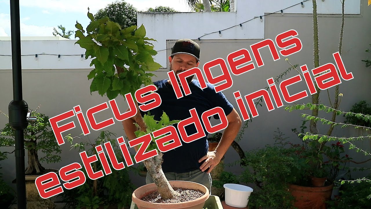 Ficus Ingens estilizado inicial – Amabi Bonsai Tropical Puerto Rico ...
