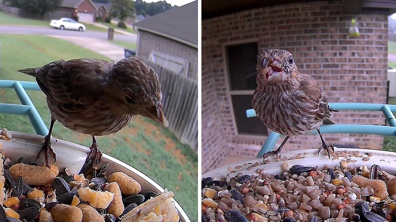Helping a bird with a deformed beak enjoy some treats - YouTube