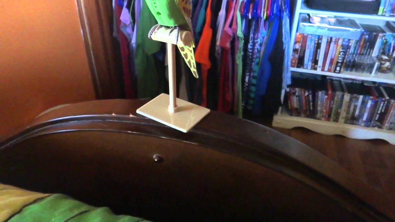 Janice's New Perfect Pet Polly - YouTube