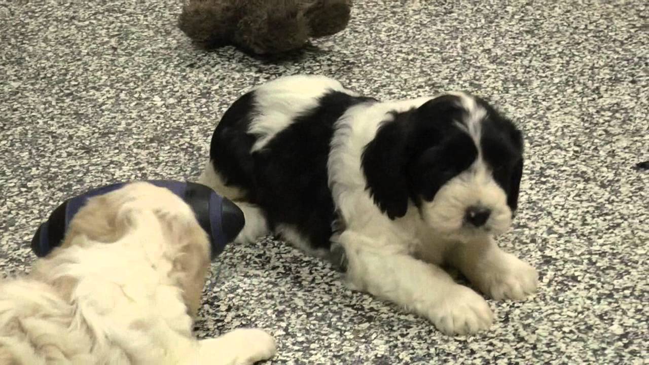 Mini Schnocker Puppies for Sale from www.dyerfarms.com - YouTube