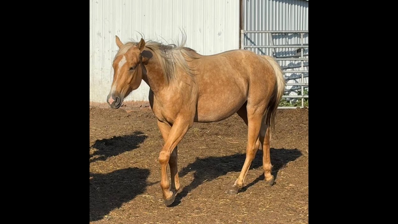 FF French Master Bug - 2022 APHA Colt - Free Movement - YouTube