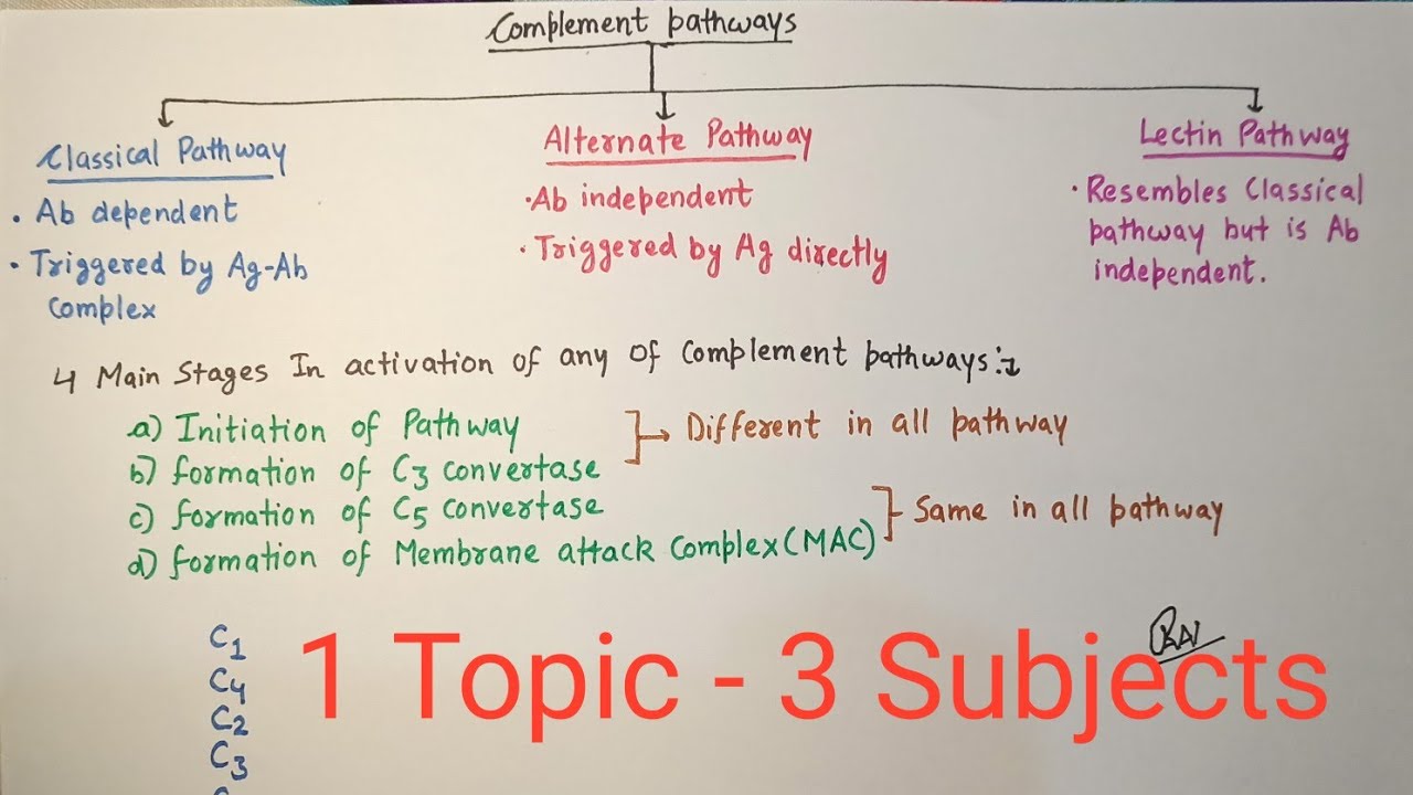 Complement System /part-1 - YouTube