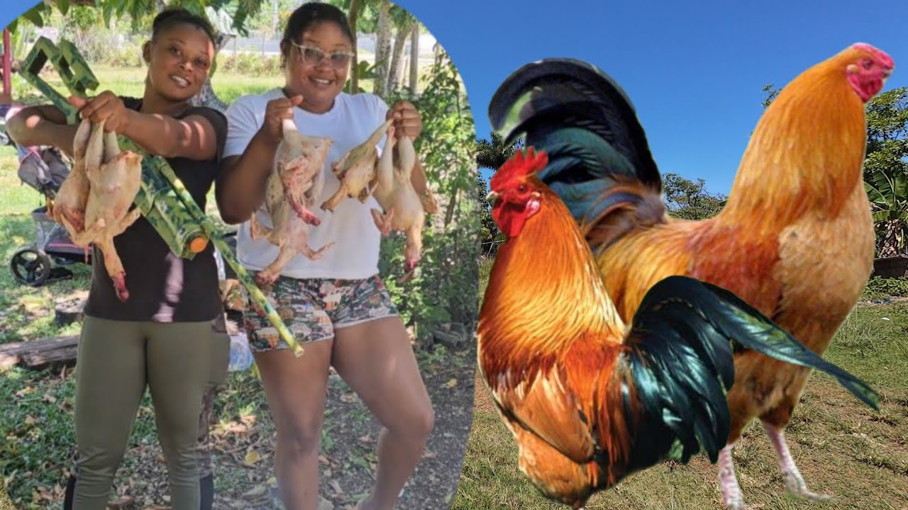 First Time Taking Our Car On A Hunt | Rooster Hunting Catch, Clean Ñ ...